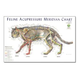 Feline Meridian Chart | Lhasa OMS